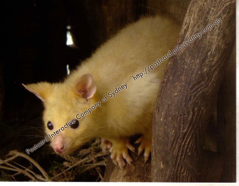 Golden Brushtail Possum [aniP03] - $1.00 : Postcard Interactive