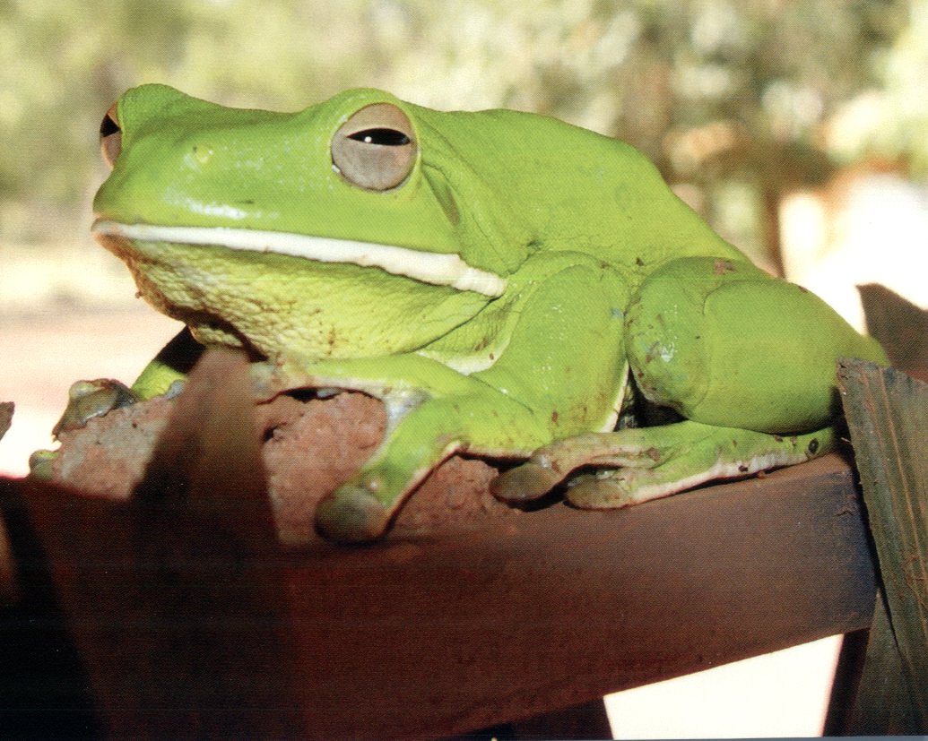 Giant Tree Frog or White-Lipped Tree Frog [aniF08] - $1.00 : Postcard ...
